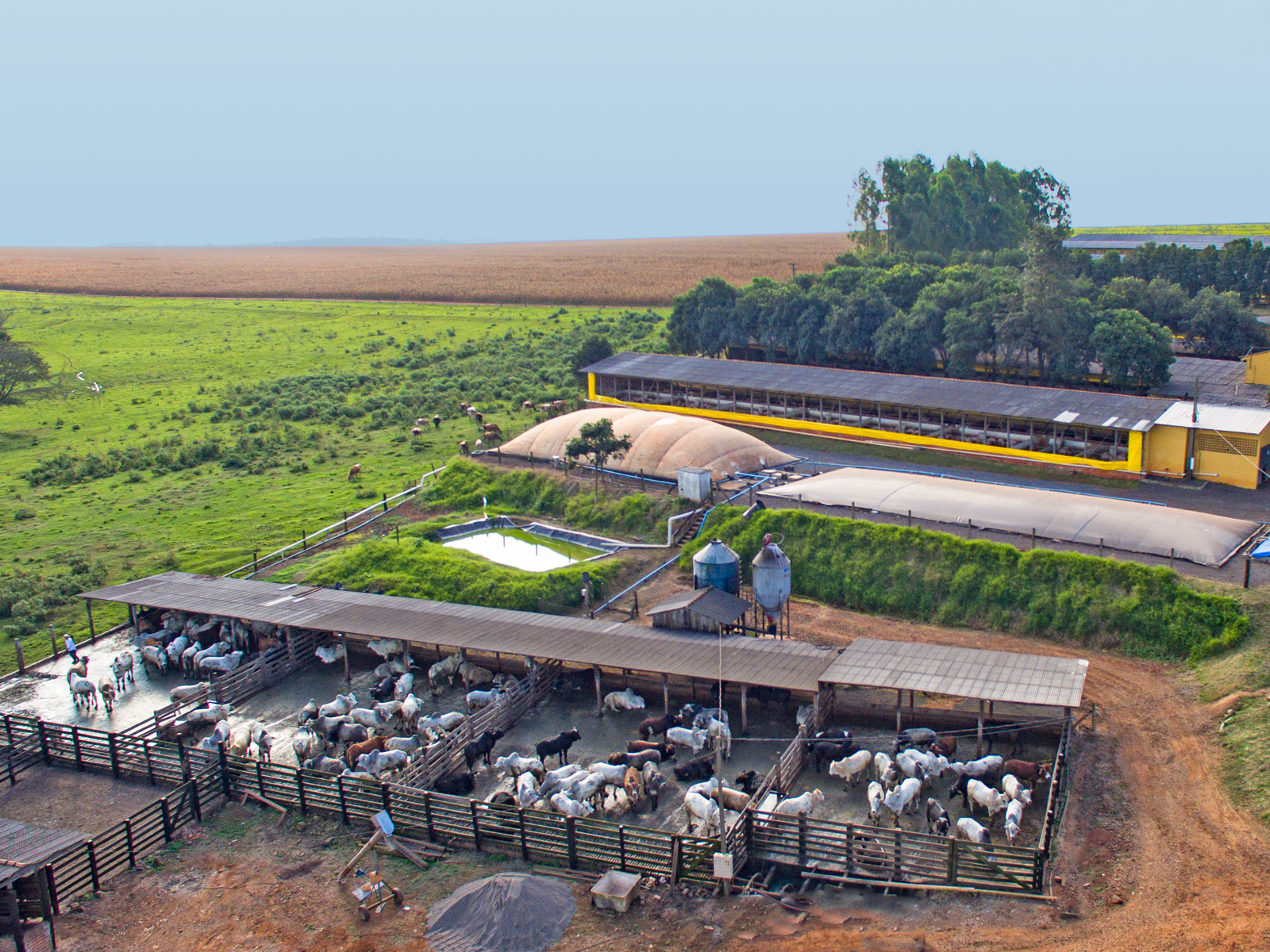 Granja São Pedro Colombari